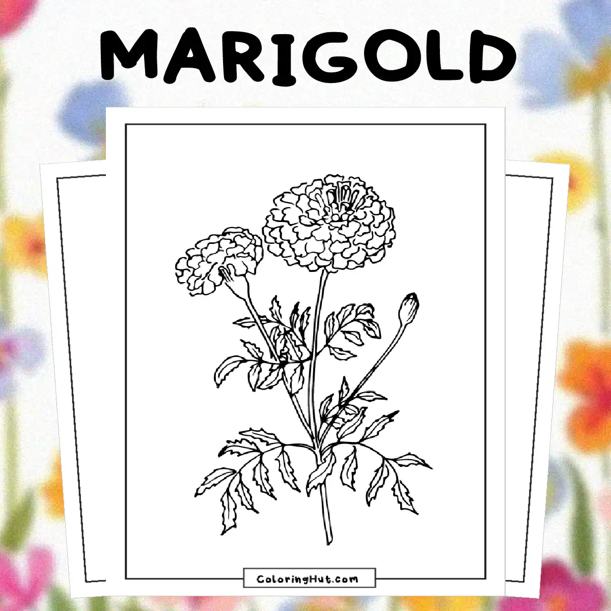 Free Marigold Coloring Pages | Creative Coloring